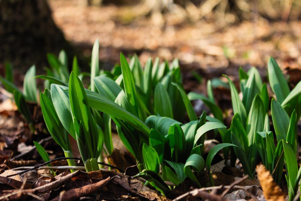 Çiriş Otu - SAĞLIK VE GÜZELLİK